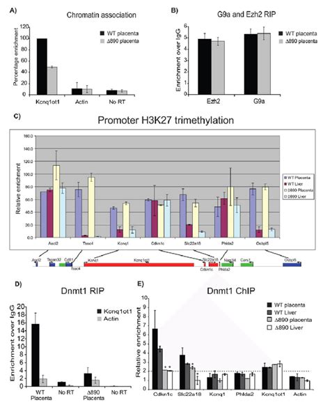 The 890 Bp Region Mediates Interaction Of Kcnq1ot1 Rna With Chromatin