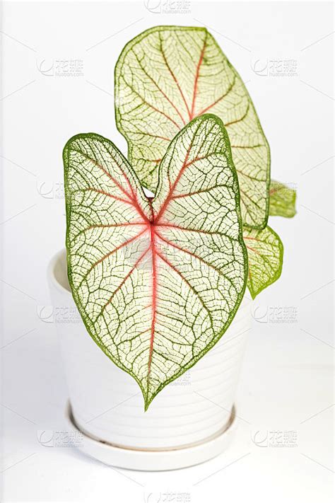 盆栽室内植物孤立在白色背景