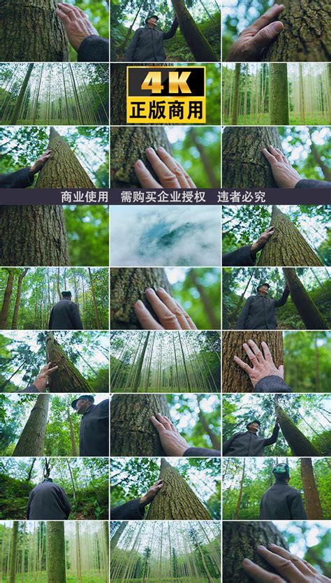 大树护林员生态树绿水青山人生树木植树触摸视频素材包下载