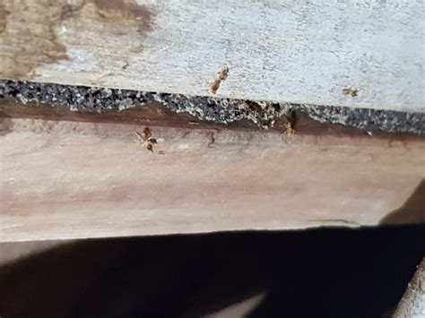 Termite Inspection North Brisbane Pest Control Services Total