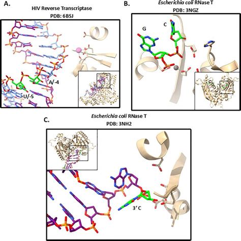 Not Making The Cut Techniques To Prevent Rna Cleavage In Structural Studies Of Rnaserna Not Making The Cut Techniques To Prevent Rna Cleavage In Structural Studies Of Rnaserna