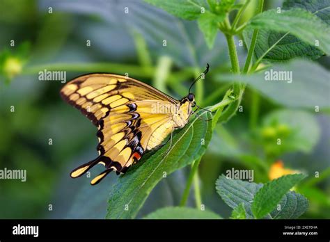 Kind Swallowtail Butterfly Papilio Thoas Side View With Wings Closed Endemic To Southernmost
