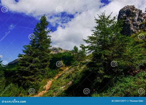 Very Steep Path Between Pine Trees On A Mountain Stock Image Image Of