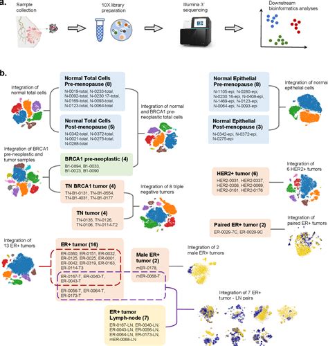 Figure From R Code And Downstream Analysis Objects For The ScRNA Seq Atlas Of Human Breast
