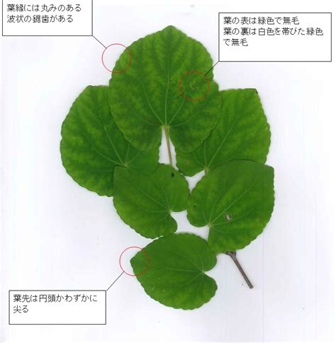 カツラ 入船公園