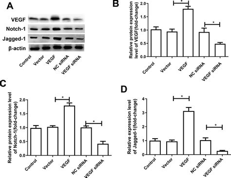 Vegf Regulates The Notch Pathway In H9c2 Cells After Stimulation With