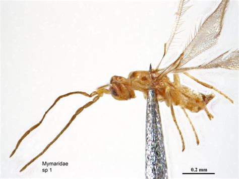 Discover The Worlds Smallest Insects