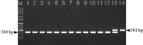 Multiplex Allele Specific Pcr Products Using Dna From Ginseng Plants