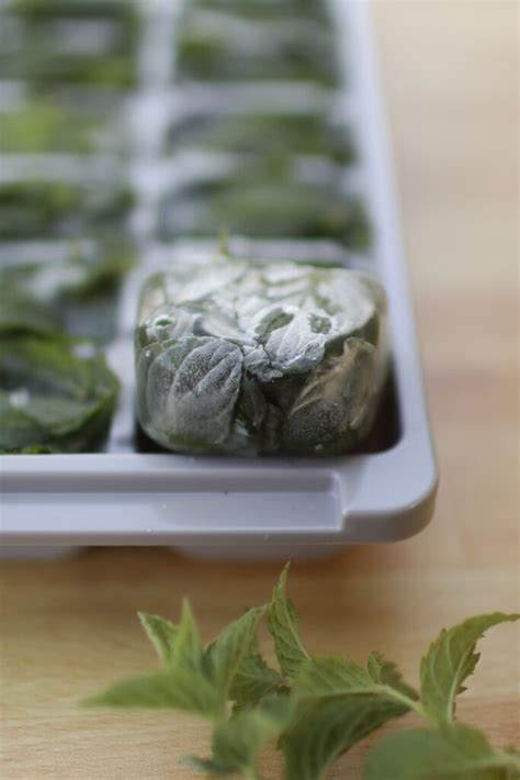 How To Freeze Mint 3 Easy Methods Sprig And Spoon