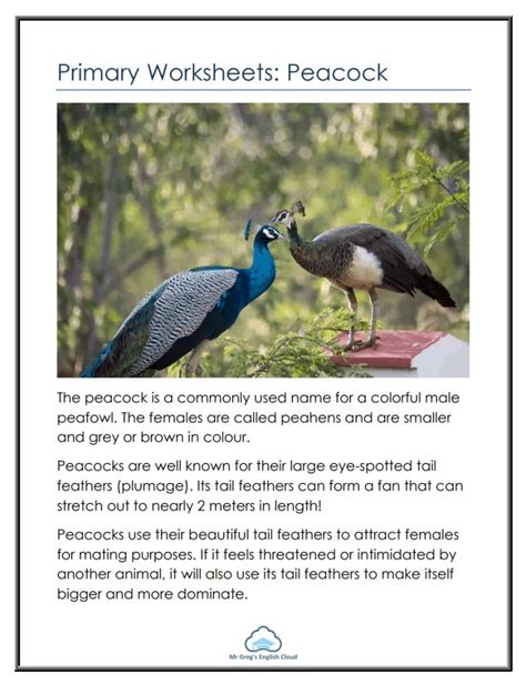 Primary Worksheets Peacock Mr Greg