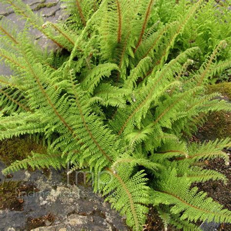 Polystichum Setiferum Plumosodivisilobum Soft Shield Fern