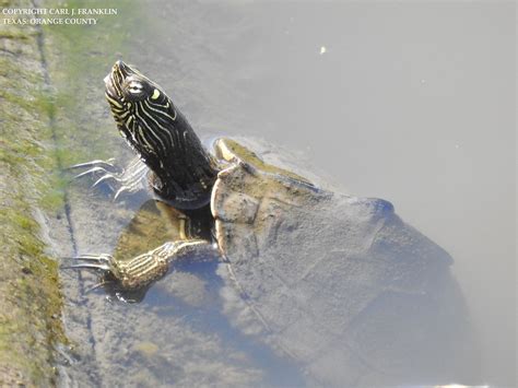 Sabine Map Turtle Texas Turtles