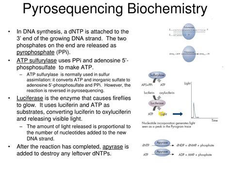 PPT DNA Sequencing PowerPoint Presentation Free Download ID