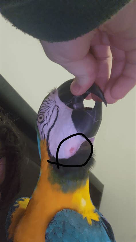 Macaw Has A Little Face Ingury Rmacaws