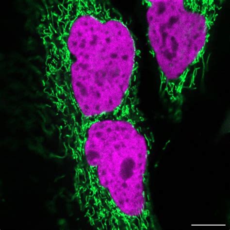 Probes 101 How To Choose A Fluorescent Probe For Your Imaging
