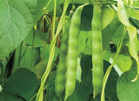 Bountiful Beans Nebraska Leading Grower Of Dry Edible Beans Farm Flavor