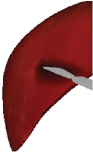 Cutting Process Simulation A B Scalpel Penetrating Into Soft Tissue Download Scientific