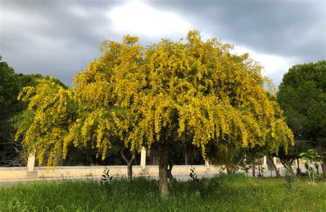 Acacia Dealbata Silver Wattle Australian Native Guide
