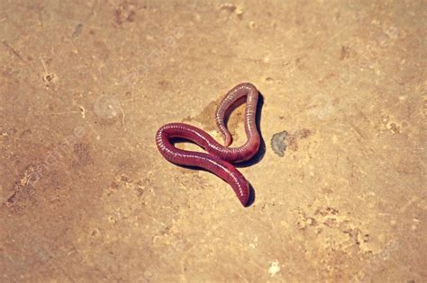 Desert Earthworm