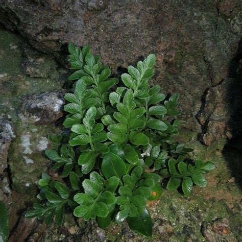 Shore Spleenwort Asplenium Obtusatum Plant Care And How To Grow Water