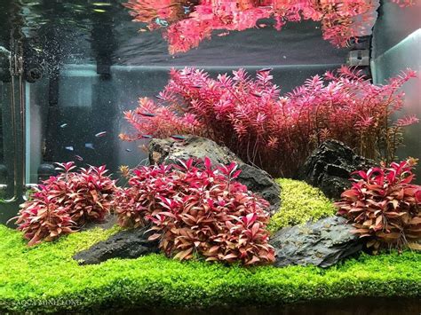 17 Floating Aquarium Plants For Beginner Freshwater Aquarists Artofit