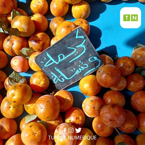 باجة انطلاق موسم جني ثمار الكريمة بمنطقة وشتاتة وسط توقعات بصابة