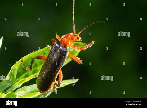 Cantharis Livida Is A Species Of Soldier Beetle Belonging To The Genus