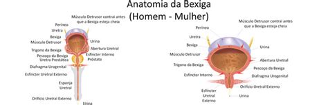 Saiba Tudo Sobre a Reabilitação da Bexiga Hiperativa
