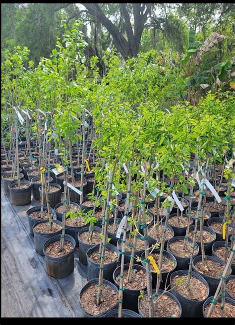 Hana Fuyu Persimmon Igreenthumb
