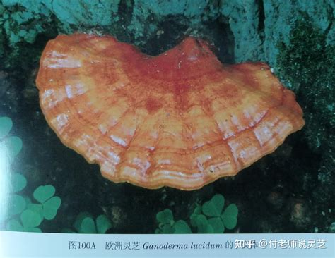 灵芝科真菌形态特征 知乎