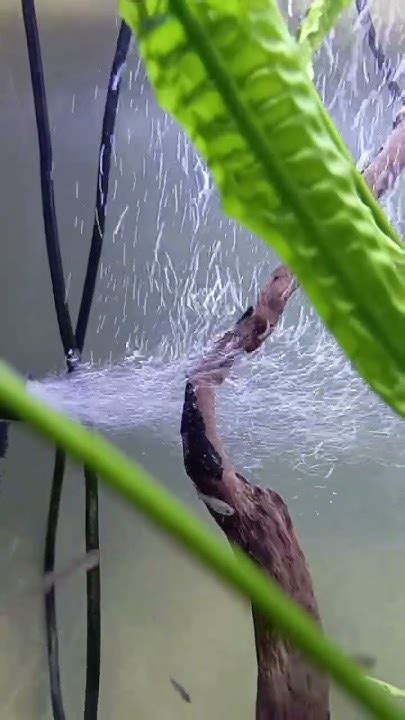 Банановый фильтратор часть 4 или 5🦐🥰 аквариум Aquarium аквариумистика Aquascape креветки