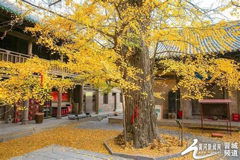 山西晋城千年古刹银杏黄 旅游频道 中国青年网