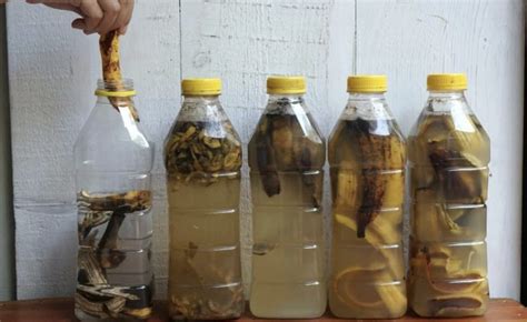 How To Make Homemade Banana Peel Fertilizer For Your Garden