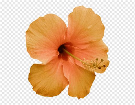 Flor Hibisco Laranja Png Encontre Imagens Stock De Flor De Hibisco