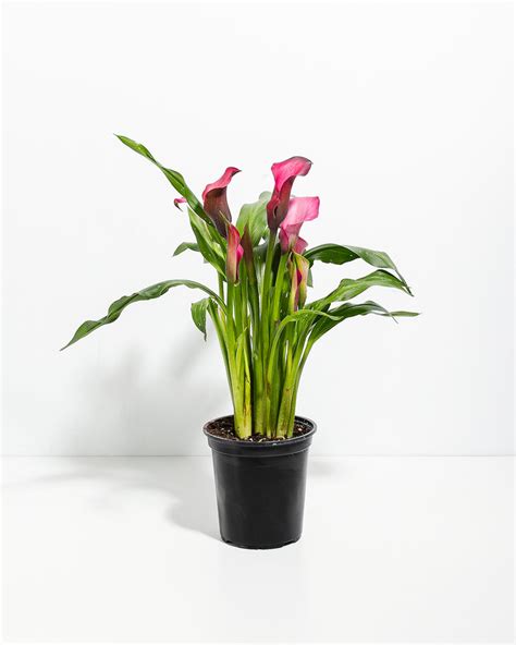 Calla Lily Care Guide Lively Root