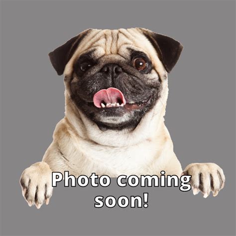 Alex Dushaj Veterinary United