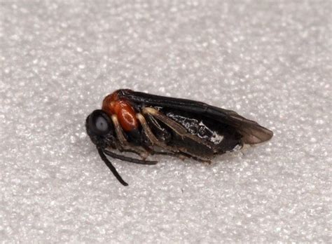 Eutomostethus Ephippium Panzer 1798 Sawflies