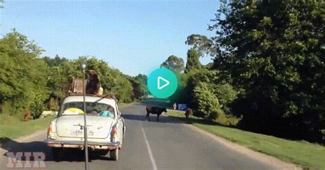 Beep Beep  On Imgur