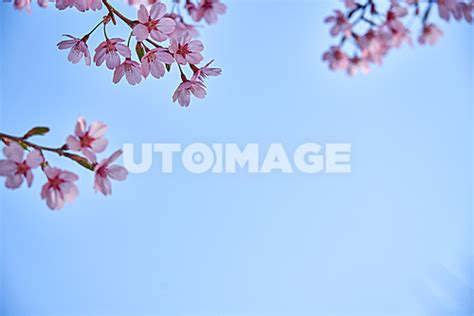 유토이미지 파란하늘과 분홍색 벚꽃 봄 봄꽃