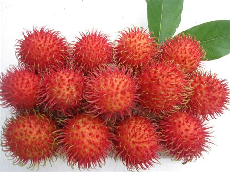 Gambar Buah Rambutan Fiona Grant