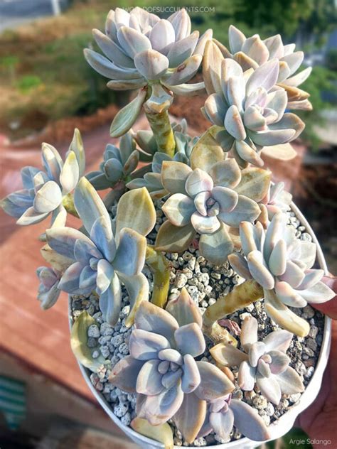 ×graptophytum Supreme Variegatum World Of Succulents