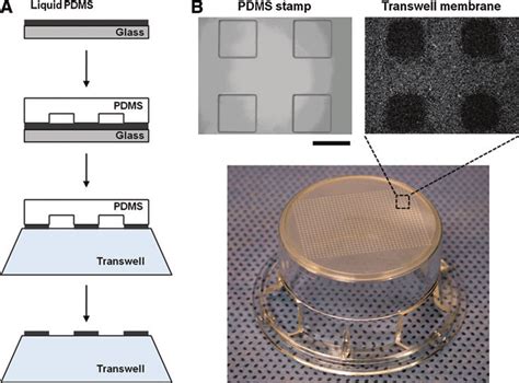 A Shows A Schematic Illustration Of The Fabrication Procedure Of A