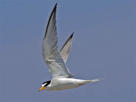 コアジサシ 2024 06 06 日本の野鳥識別図鑑