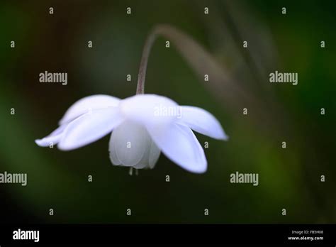 Anemonopsis Macrophylla Alba White Flower Flowers Rare Woodland Woodlander Shade Shady Japanese