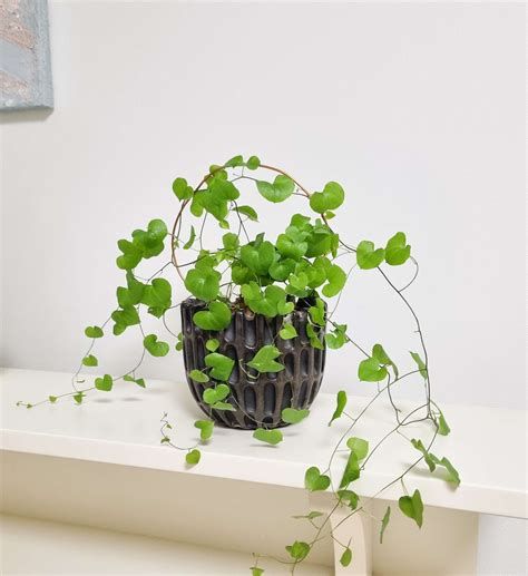 내눈에 예쁜 식물 추천