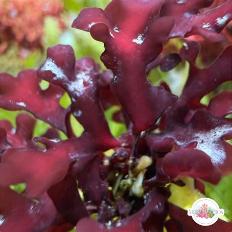 Crimson Hearts Macroalgae Unknown Sp Mosaicmacros