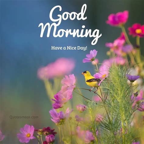 Over 999 Stunning Good Morning Images In Full 4k Quality A Spectacular
