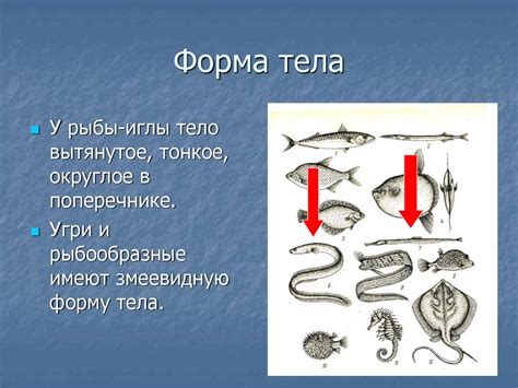 Морфология рыб. Форма рта и плавников - online presentation