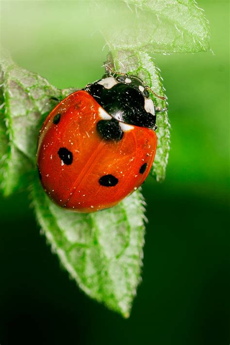 Minuscule Ladybug Ii By Invasive On Deviantart