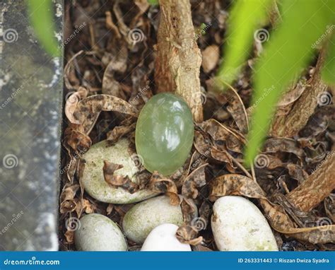 This Beautiful Gem Is Called Pucuk Pisang In Indonesia Stock Image